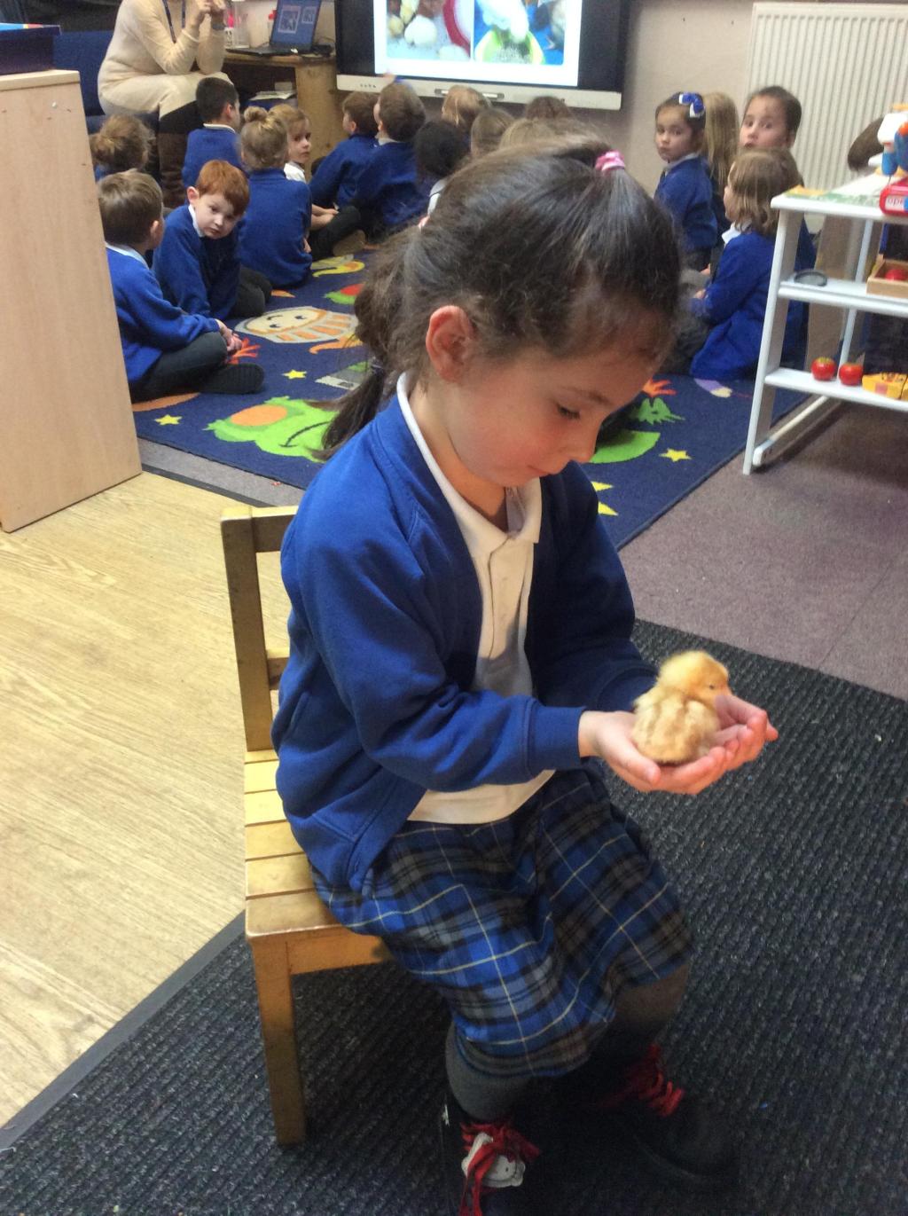 Kildwick Chicks! | Kildwick CE Primary School