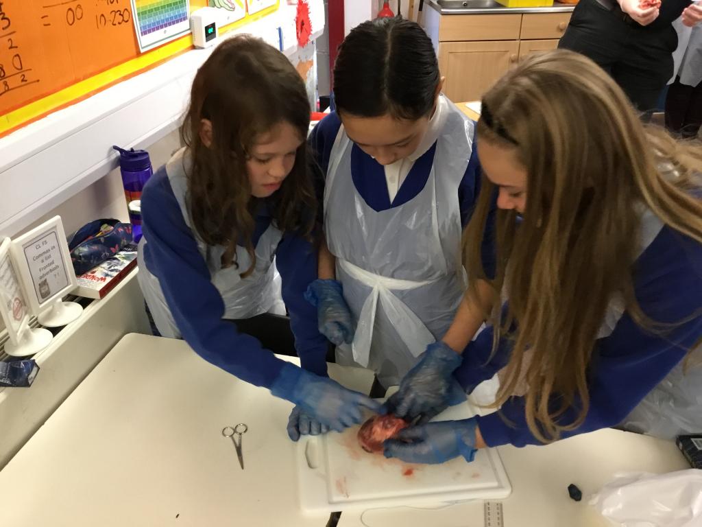 Heart Dissection | Kildwick CE Primary School